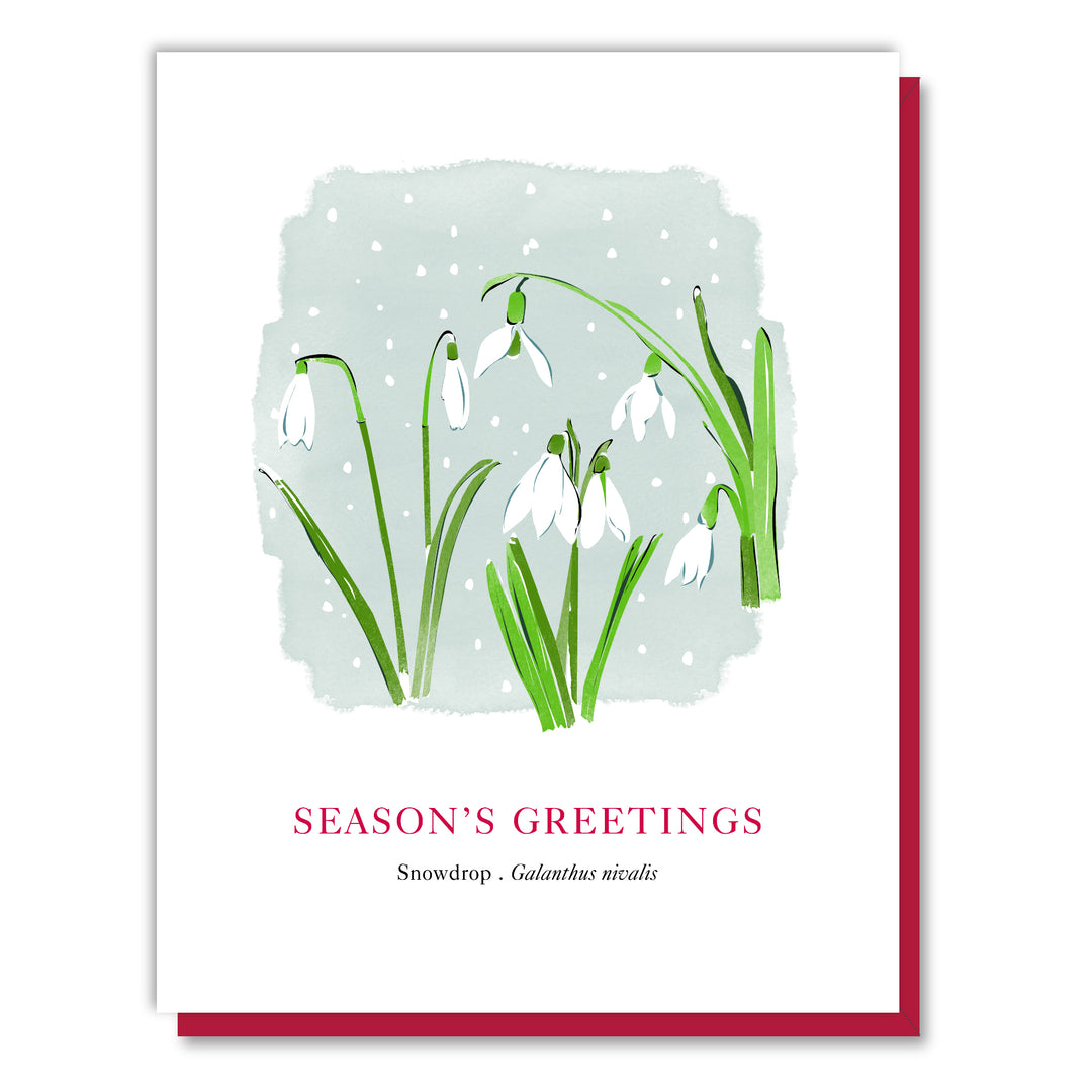 Season's Greetings Snowdrops Card – Driscoll Design